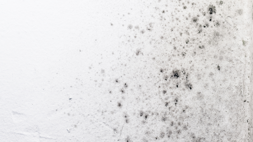 Lewisham Council’s failings | Damp and mould complaint | Housing Ombudsman